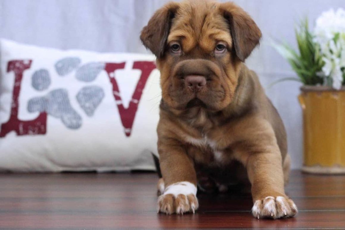 Mini Hippo Dog – New Cute & Cuddly Friend - In NewsWeekly